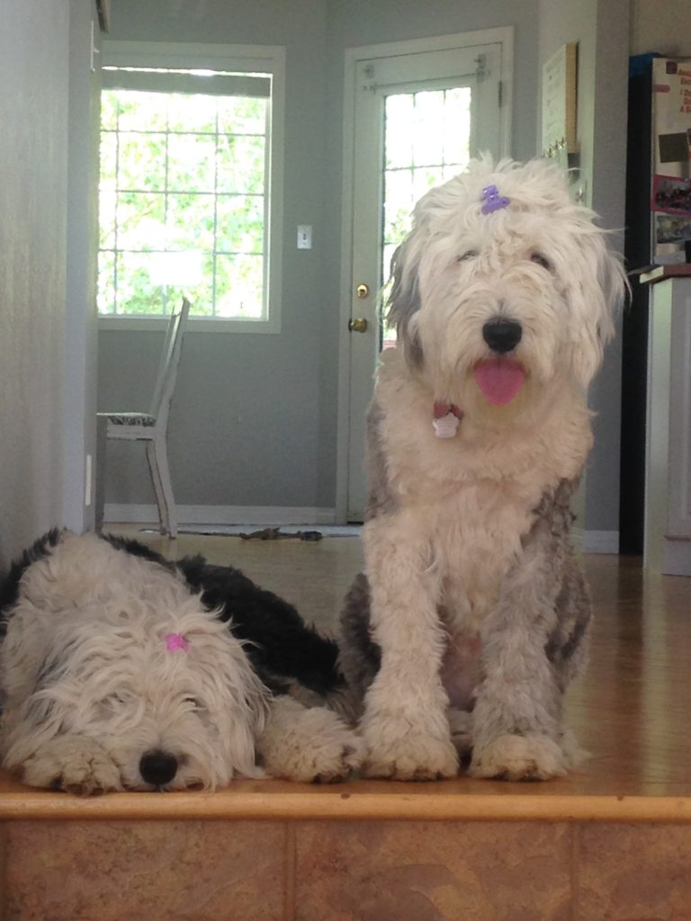 Meet the Parents | Wild Rose Sheepadoodles